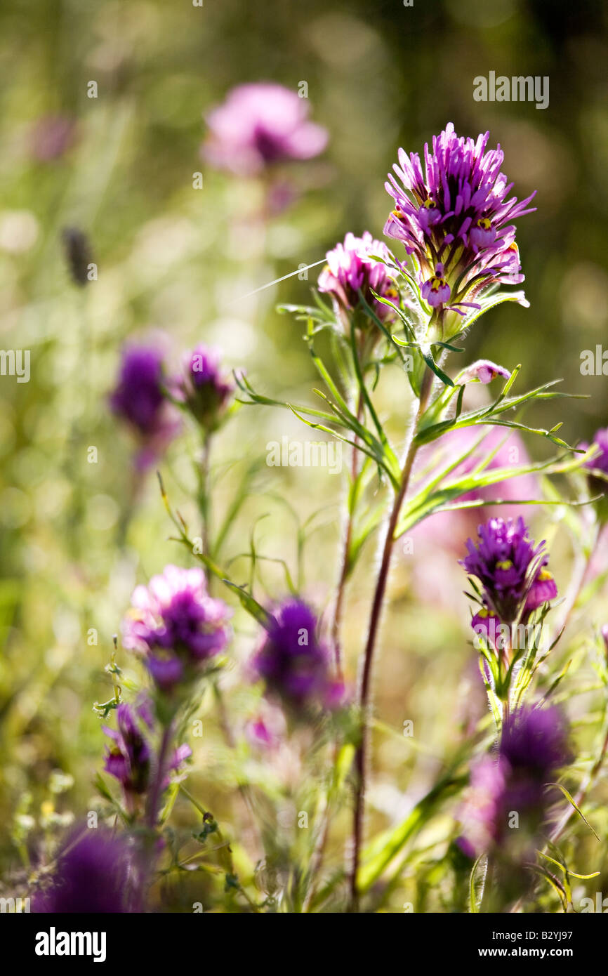 Owl clover Orthocarpus purpurascens at Lake Pleasant Arizona Stock ...