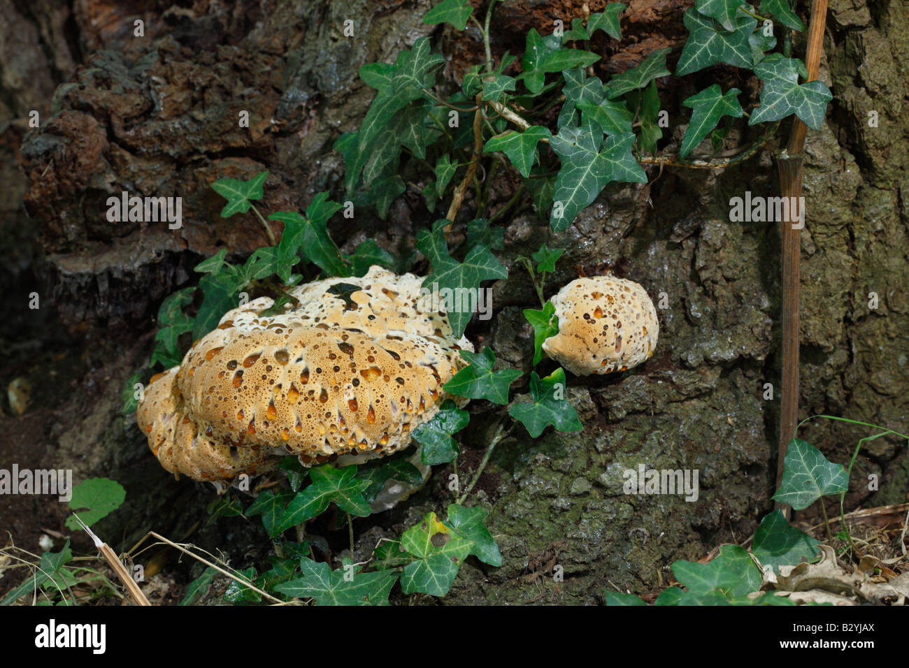 Oak Bracket Fungi on base of Oak Tree Stock Photo - Alamy