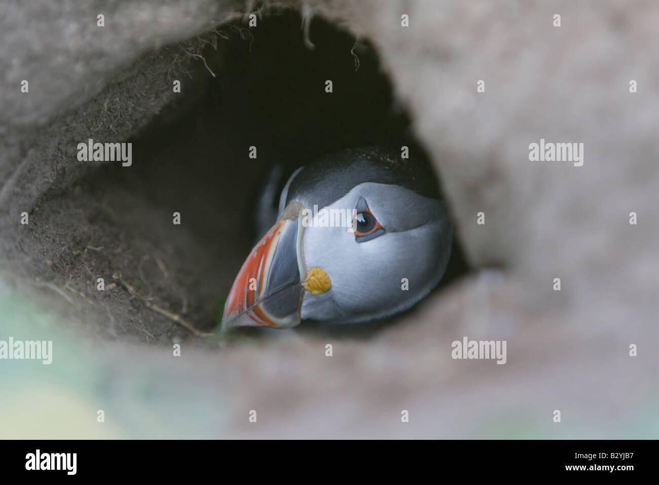 Puffin burrow hi-res stock photography and images - Alamy