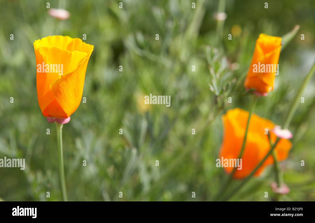 Golden poppy hi-res stock photography and images - Alamy