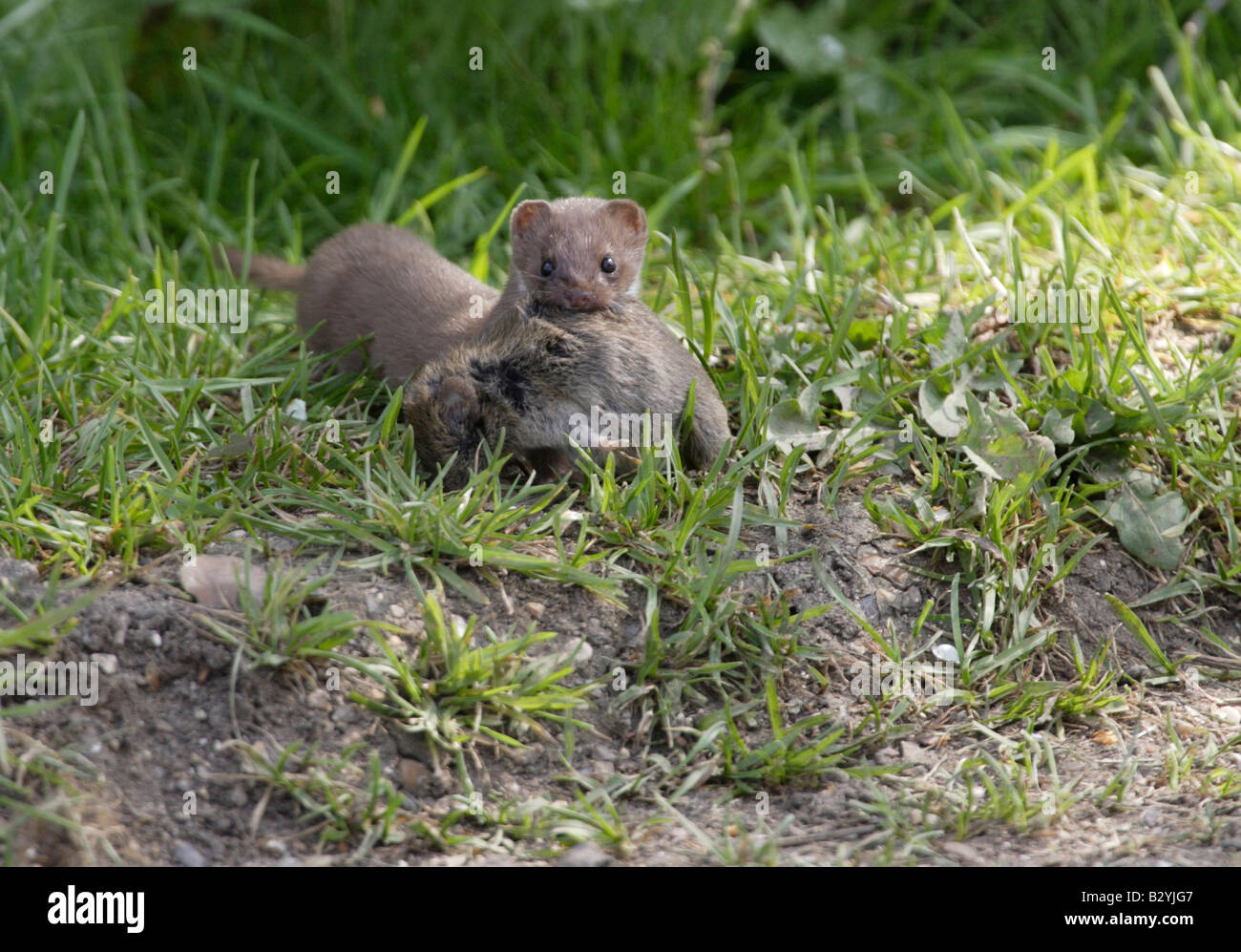 Weasel with killed rat moving it to its own nest Stock Photo - Alamy