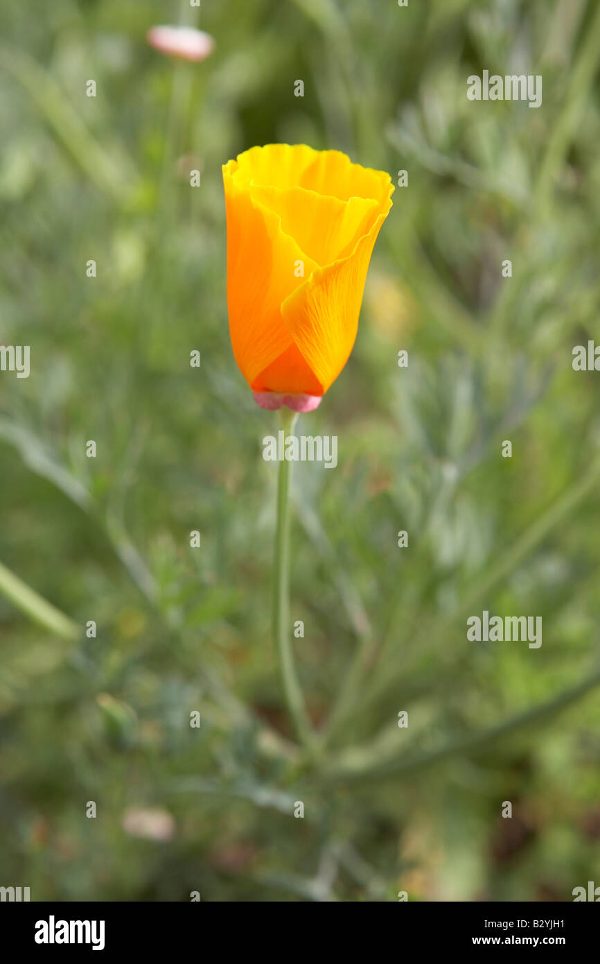 Golden poppy hi-res stock photography and images - Alamy