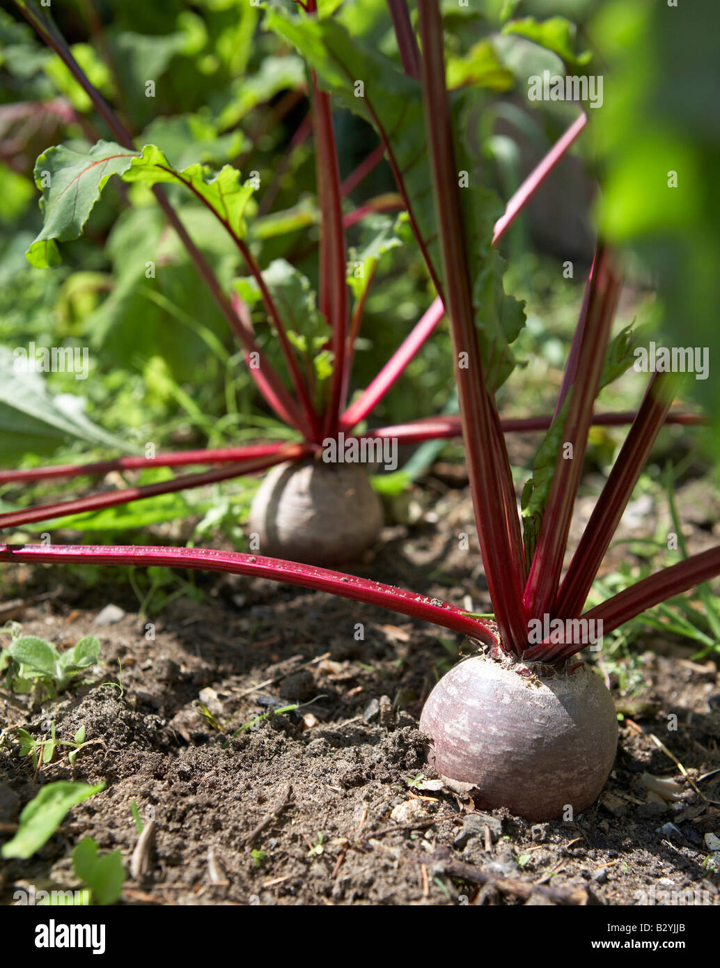 Beetroot (Beta vulgaris) growing in vegetable patch, close up Stock ...