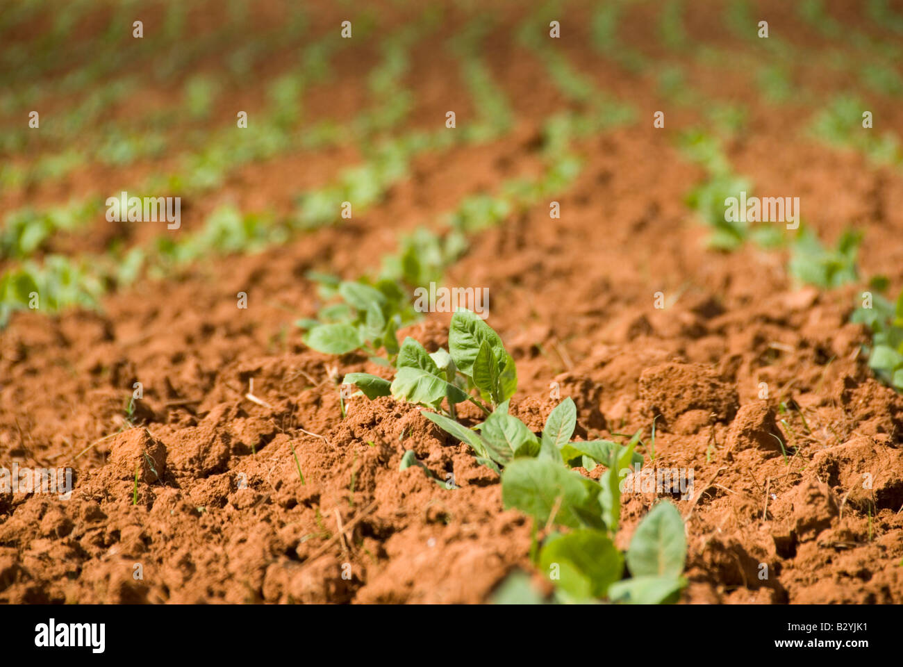Tobacco plants hi-res stock photography and images - Alamy