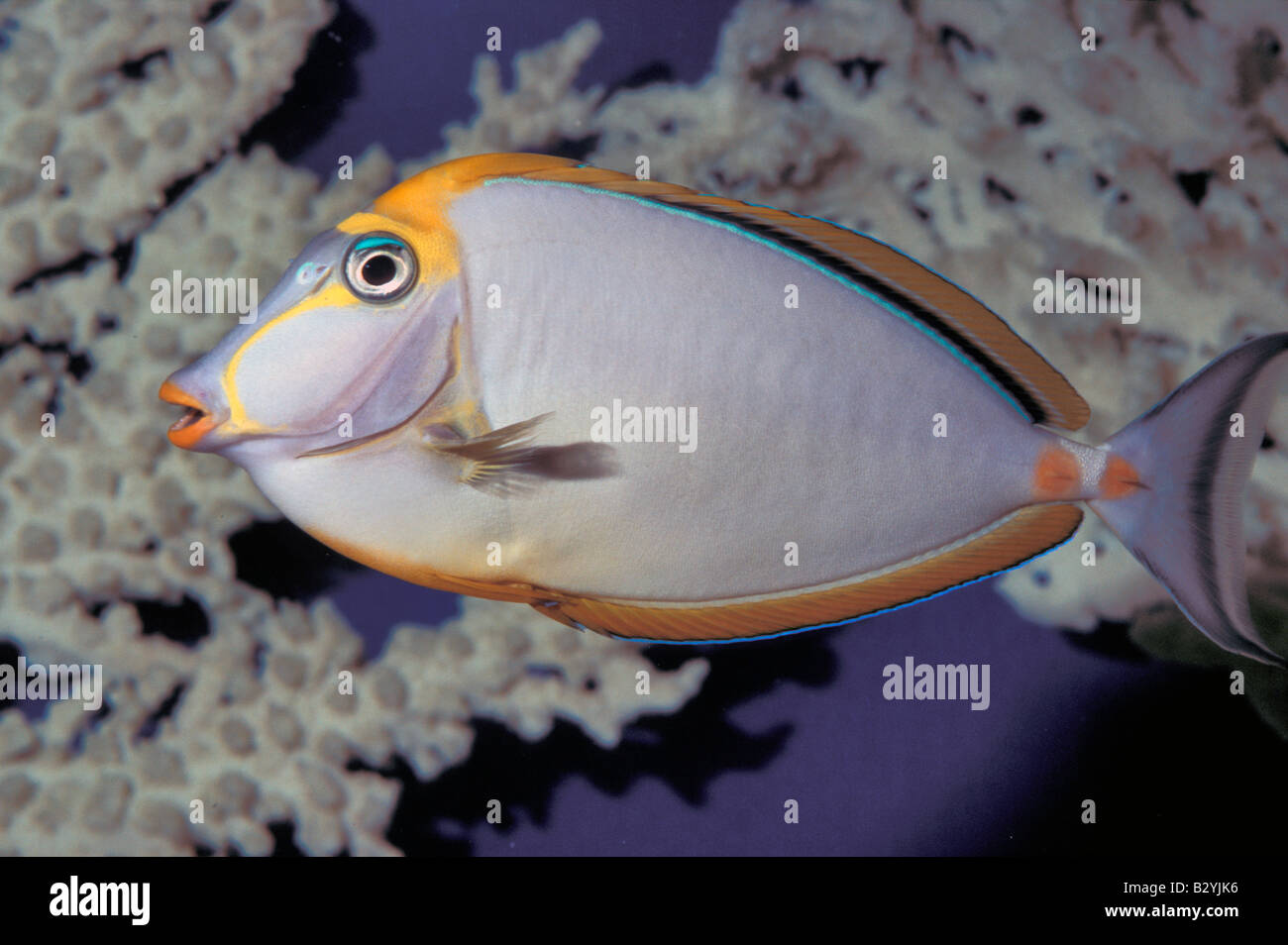 Orangespine unicornfish Naso lituratus, Acanthuridae Stock Photo - Alamy