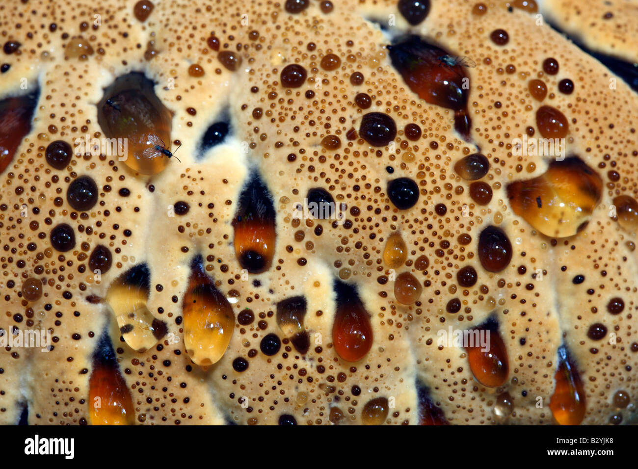 Oak Bracket Fungi on base of Oak Tree Stock Photo - Alamy