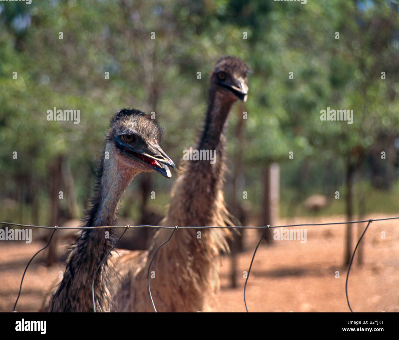 Emus birds hi-res stock photography and images - Alamy