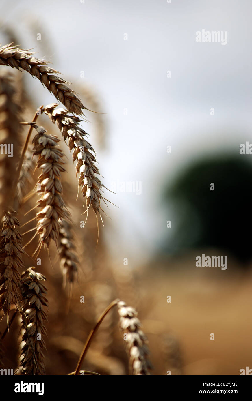 Ready to be harvested wheat hi-res stock photography and images - Alamy