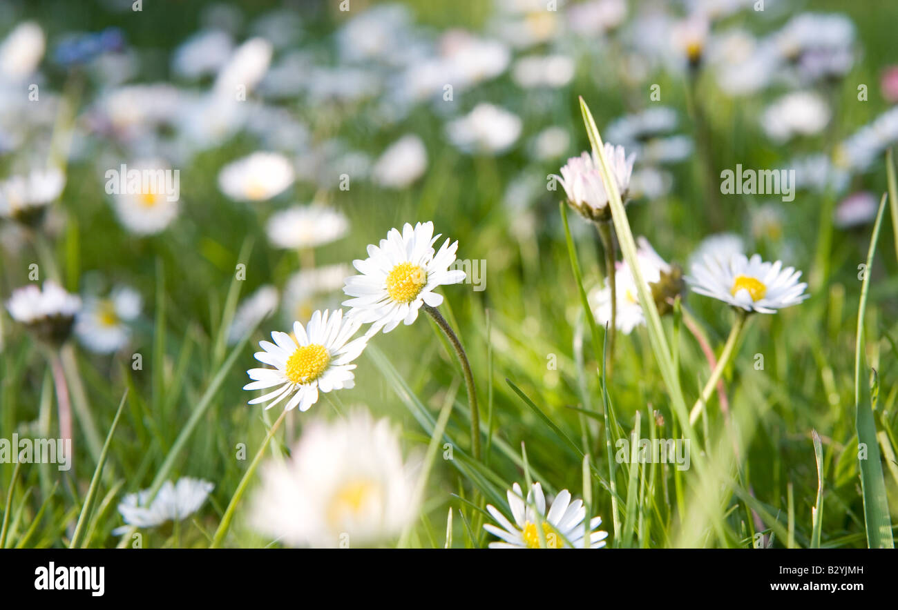 Common daisy growing hi-res stock photography and images - Alamy