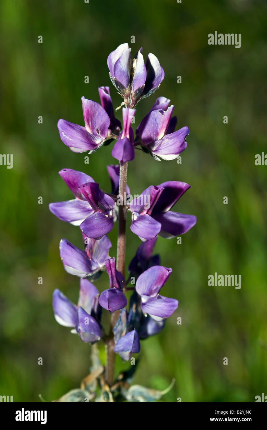Silver lupine hi-res stock photography and images - Alamy