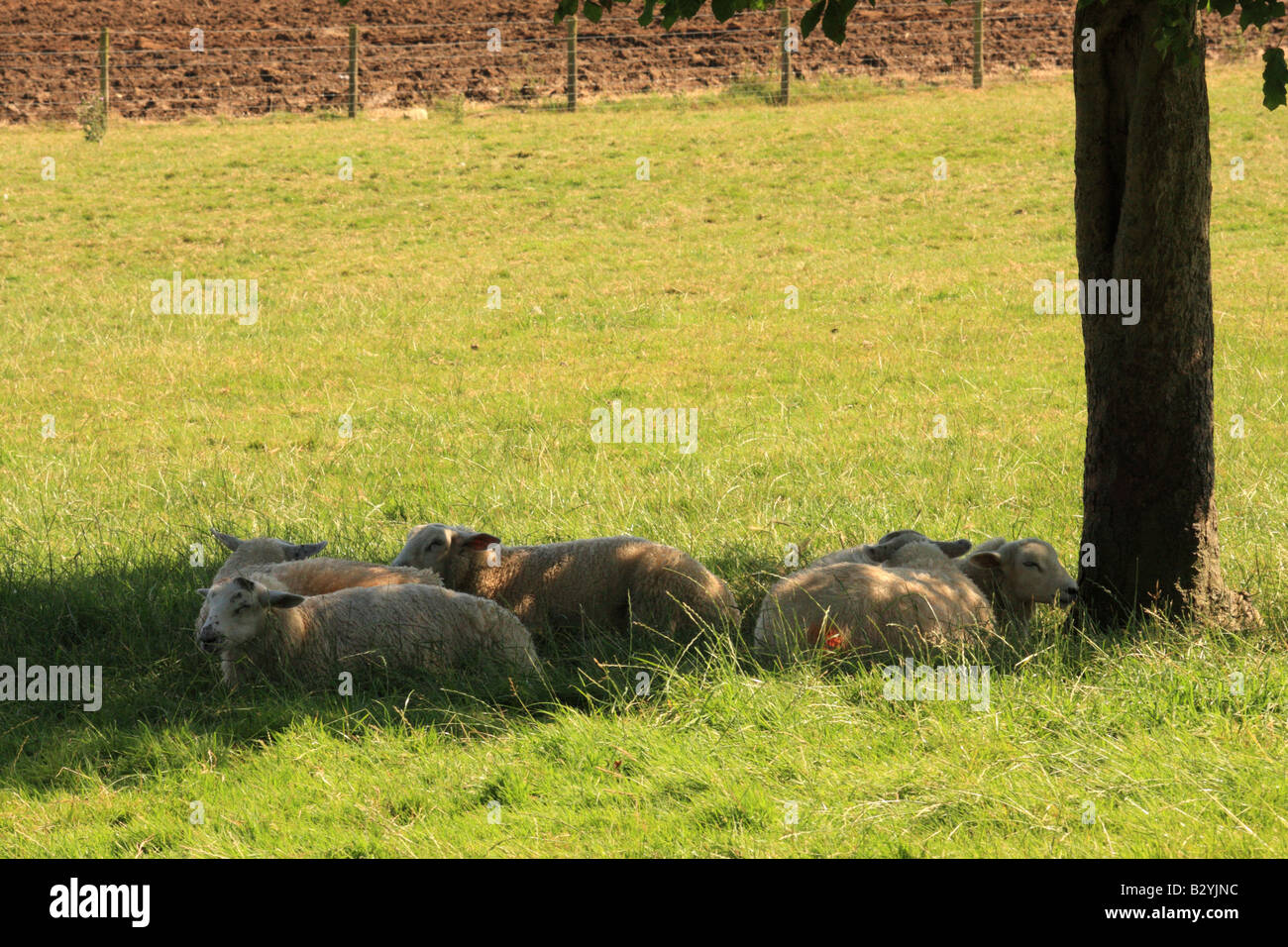 Sheep beneath a tree hi-res stock photography and images - Alamy