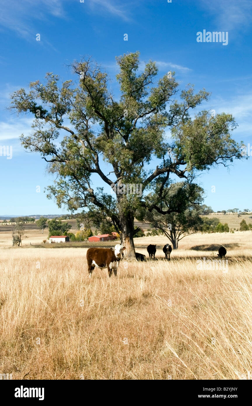 Iconic pastoral farmland, NSW, Australia Stock Photo - Alamy