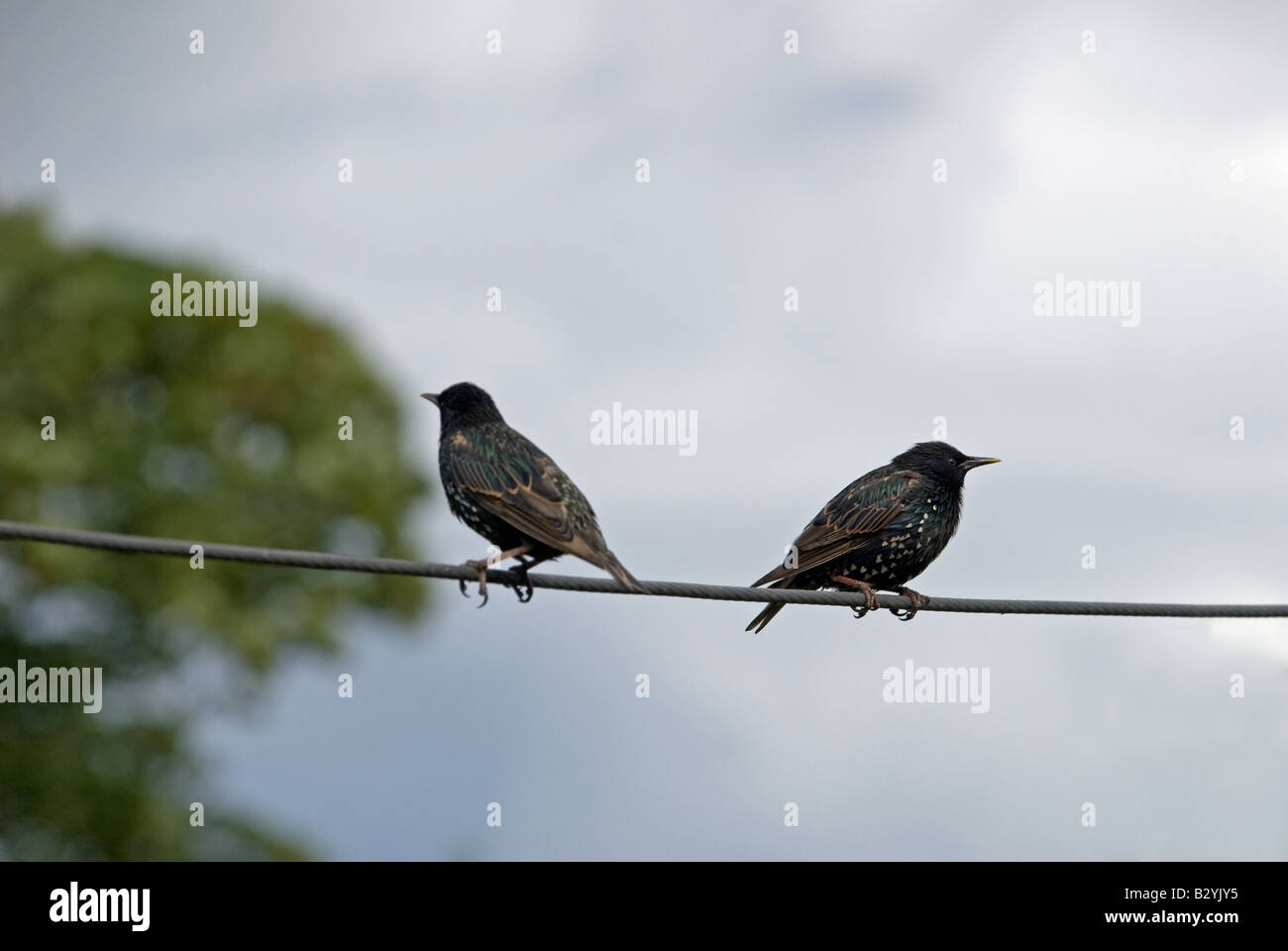 Starlings on a wire hi-res stock photography and images - Alamy