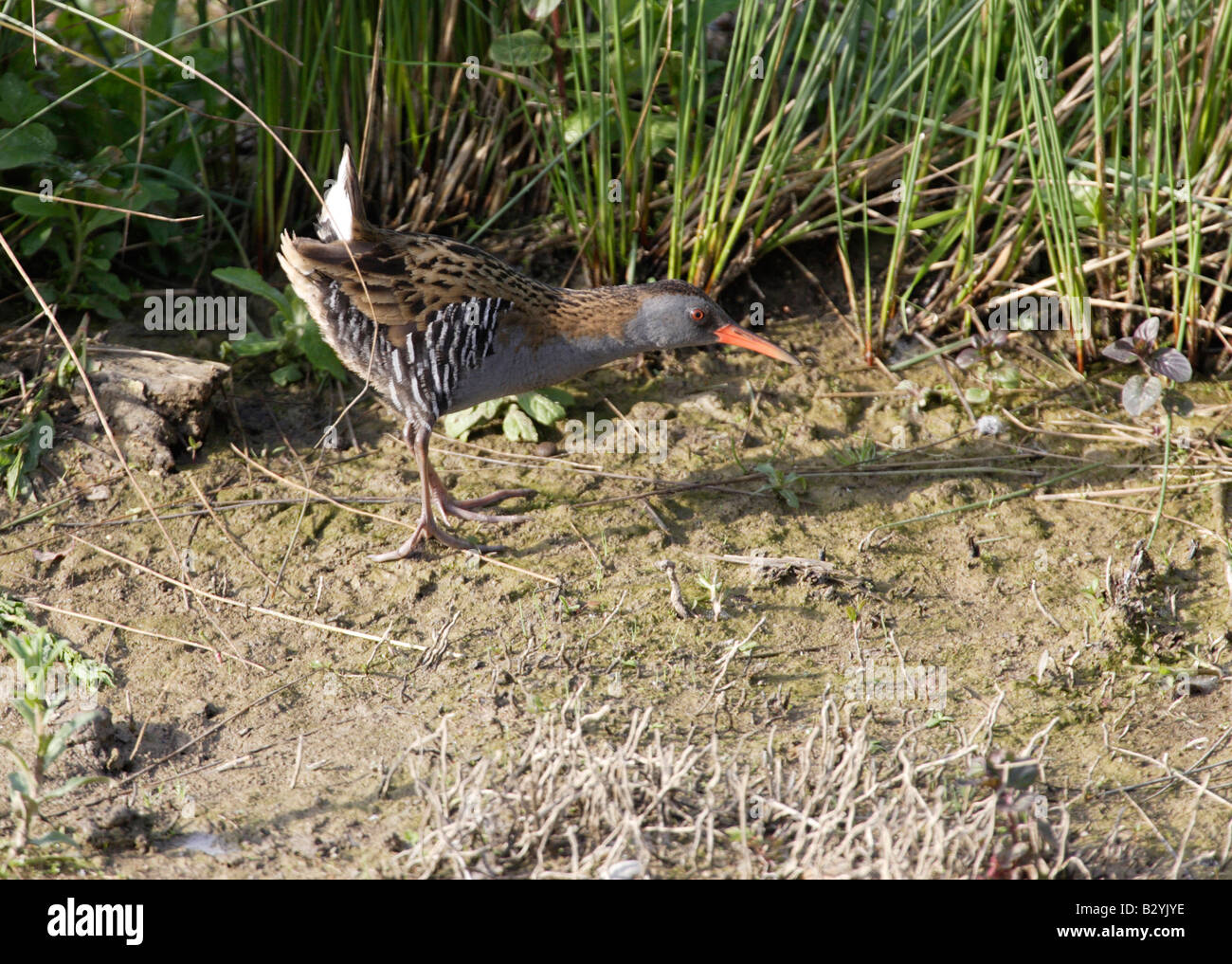 Open mud hi-res stock photography and images - Alamy