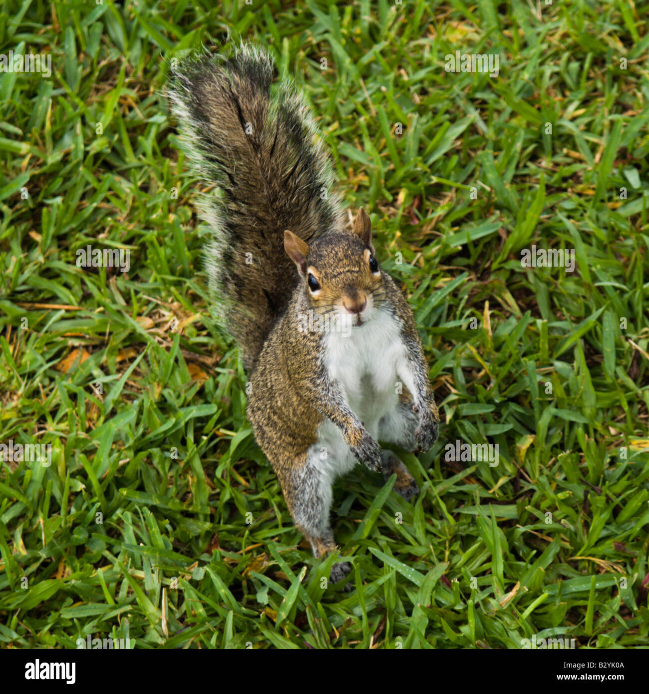 Tame squirrels hi-res stock photography and images - Alamy
