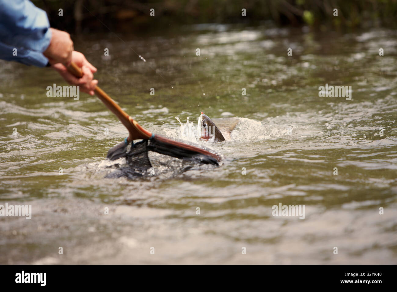 A man attempts to catch a trout with a net Stock Photo - Alamy