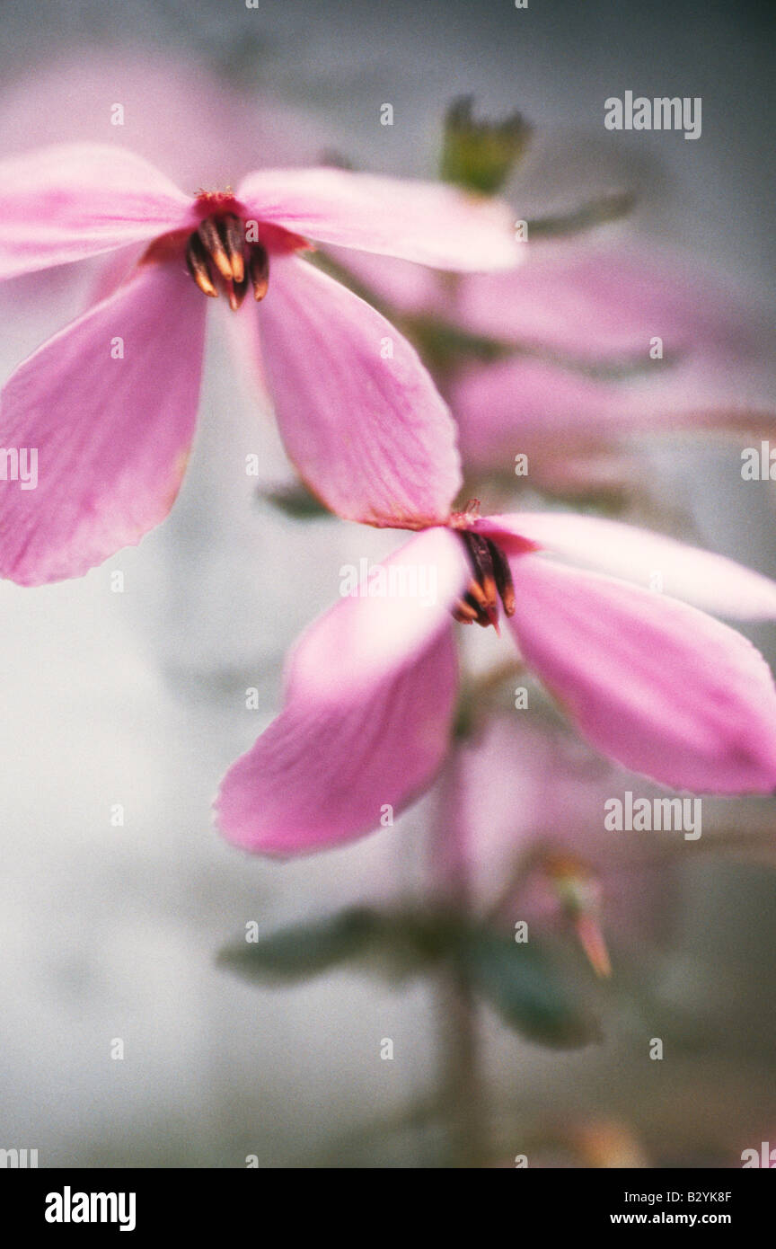 Australian Native Flowers High Resolution Stock Photography and Images ...