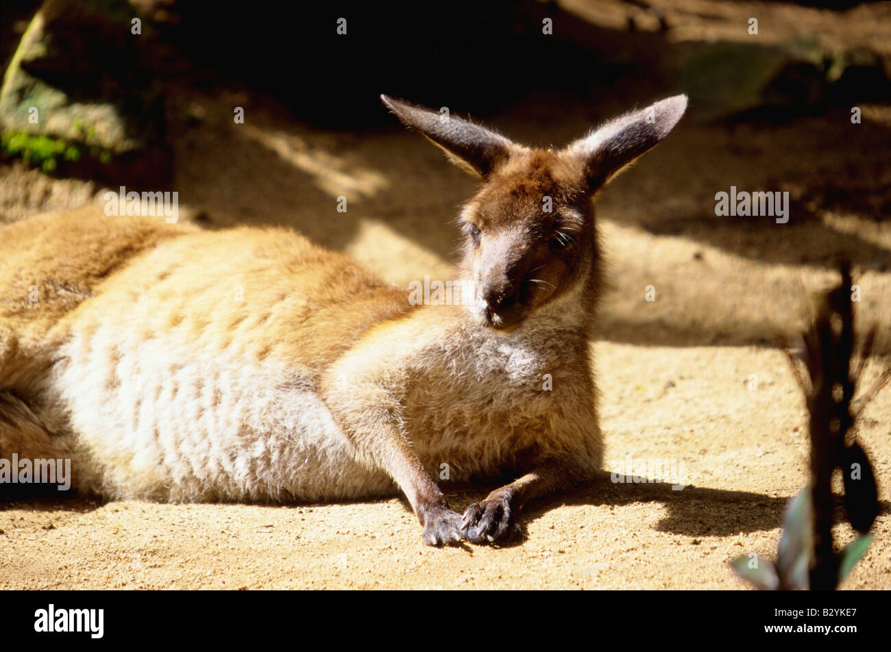 Kanga and roo hi-res stock photography and images - Alamy