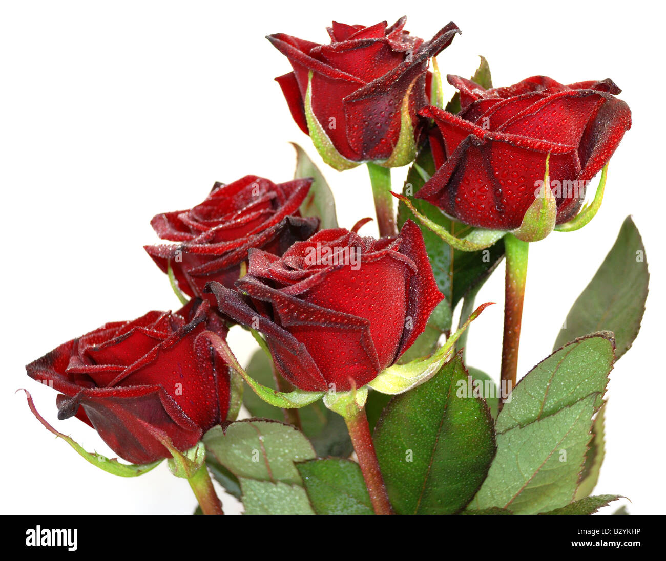 five roses close up organic background Stock Photo - Alamy