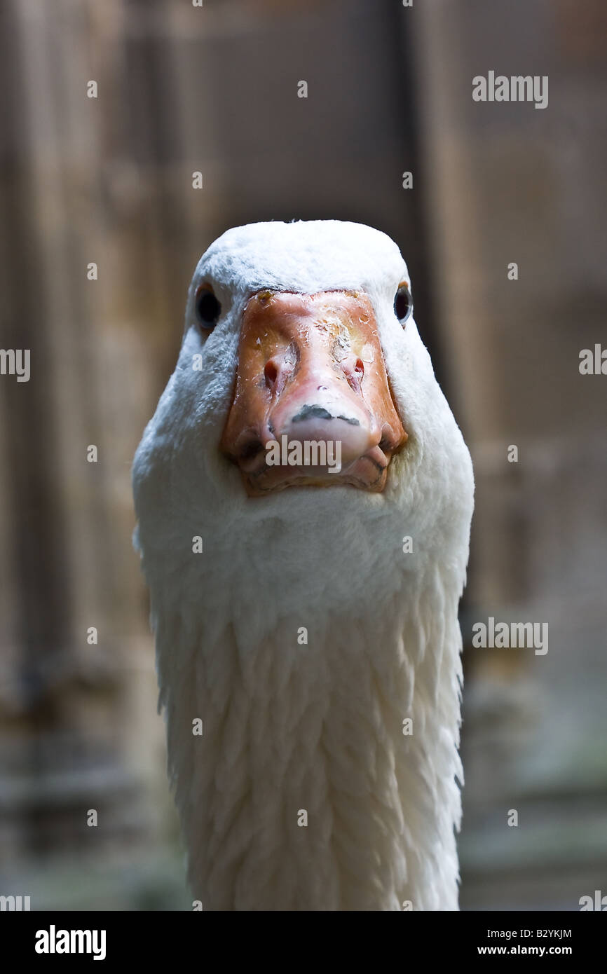 Goose looking at the camera Stock Photo - Alamy