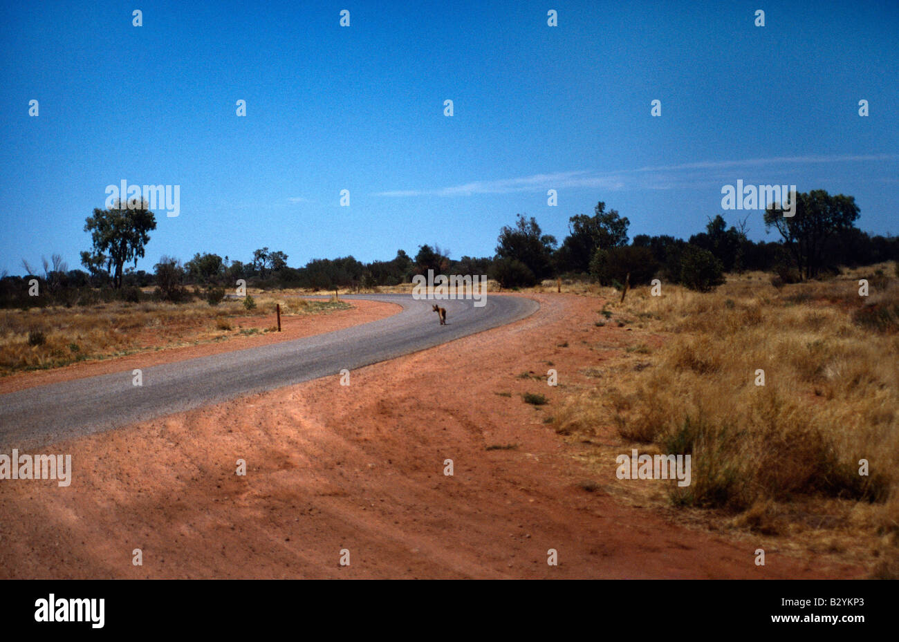 Australia Northern Territory Outback Dingo On Road Stock Photo - Alamy