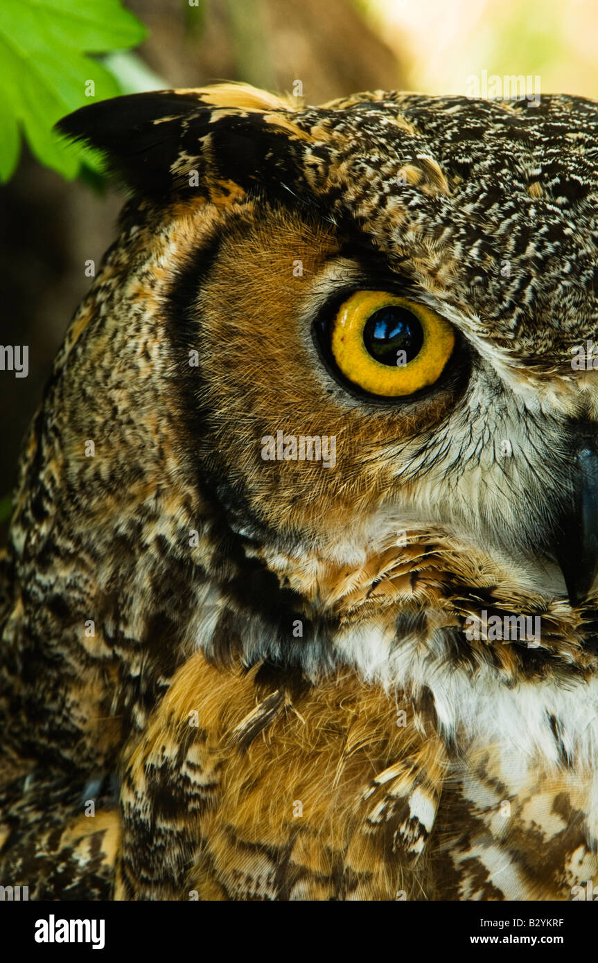 Great Horned Owl, Bubo virginianus Stock Photo - Alamy
