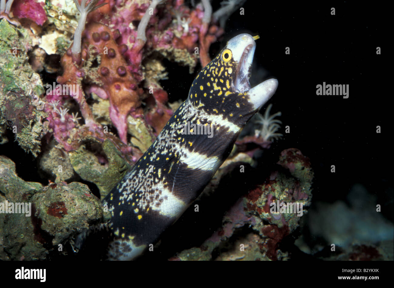 Snowflake moray eel Echidna nebulosa, Murenidae Stock Photo - Alamy
