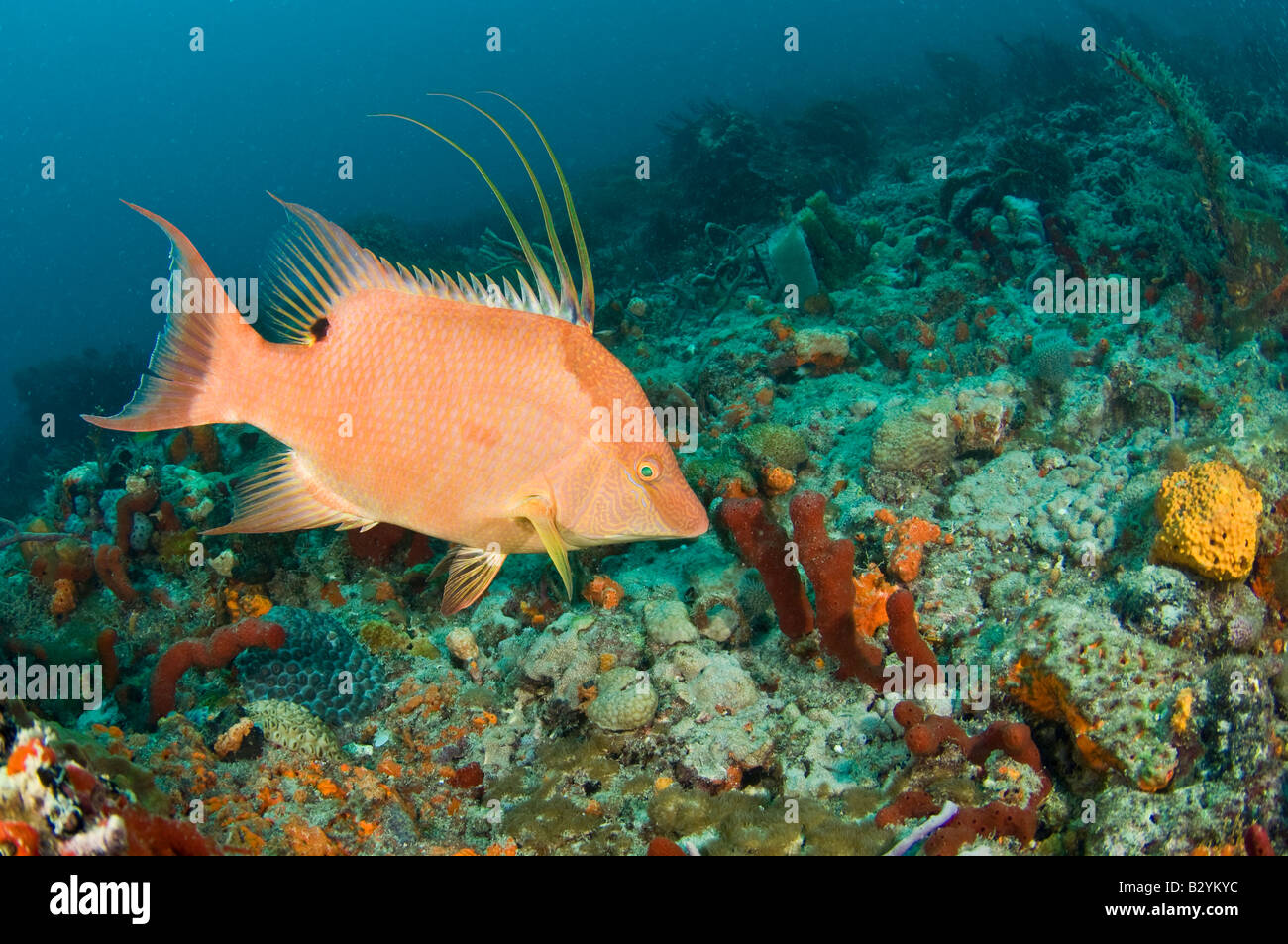 Coral hogfish hi-res stock photography and images - Alamy