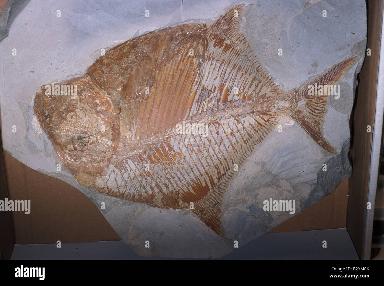 Fossil Tropical Saltwater fish Stock Photo - Alamy