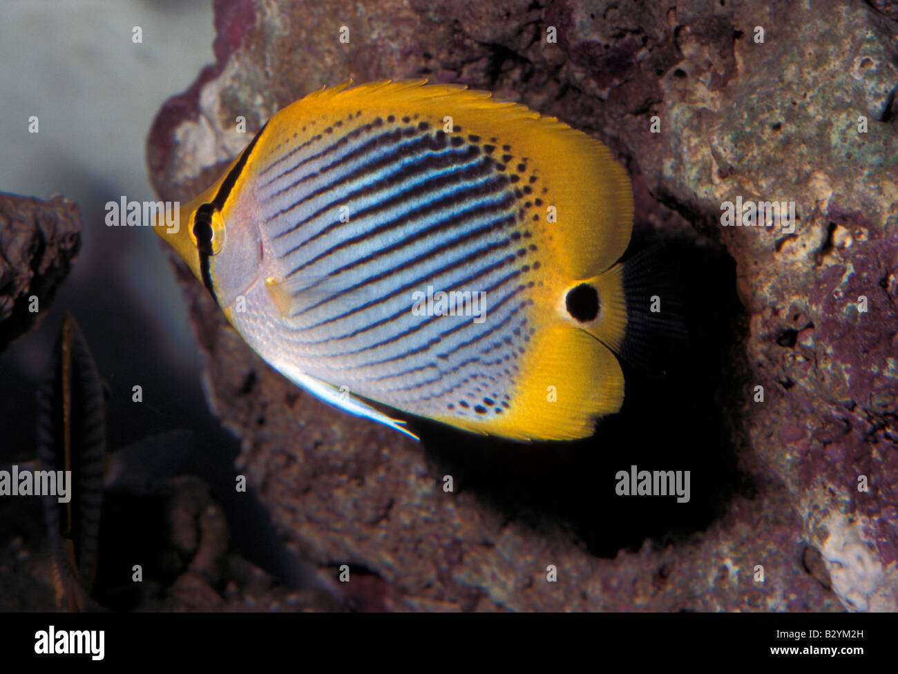 Spottail butterflyfish, Chaetodon ocellicaudus, Chetodontidae Stock ...