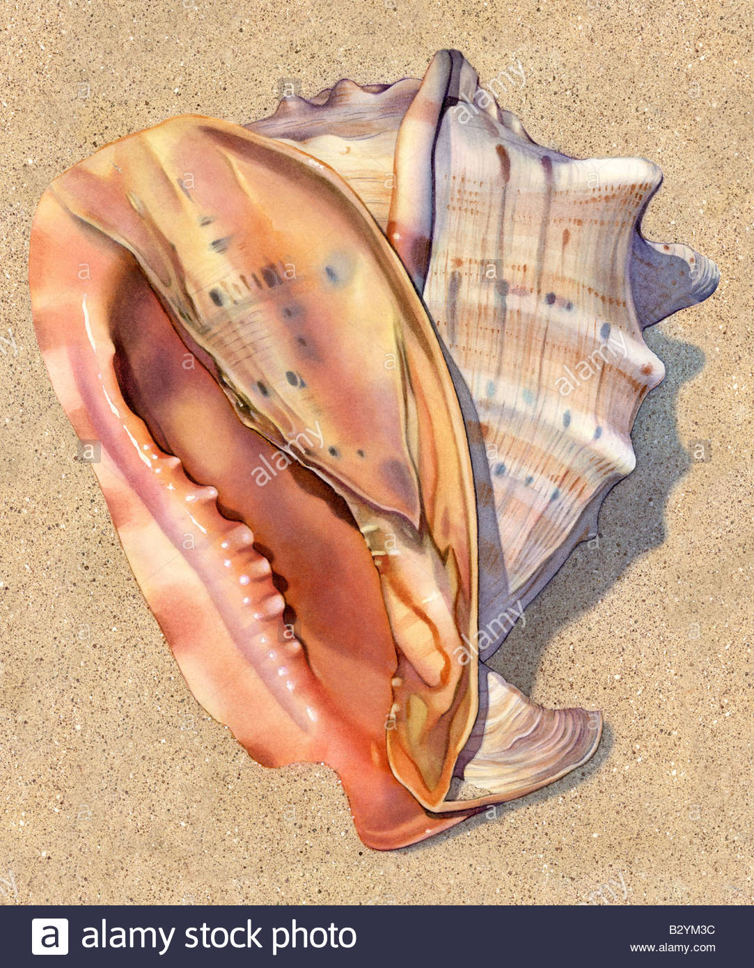 Helmet Shell Stock Photos & Helmet Shell Stock Images - Alamy