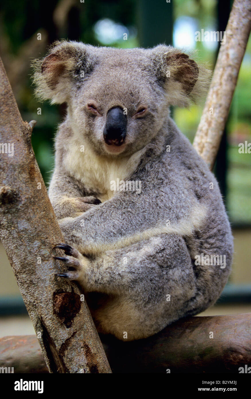 Koala asleep in a tree Stock Photo - Alamy