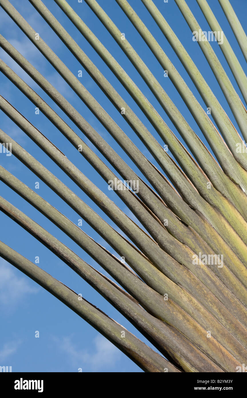 Close up of Fan Palm fronds Stock Photo - Alamy