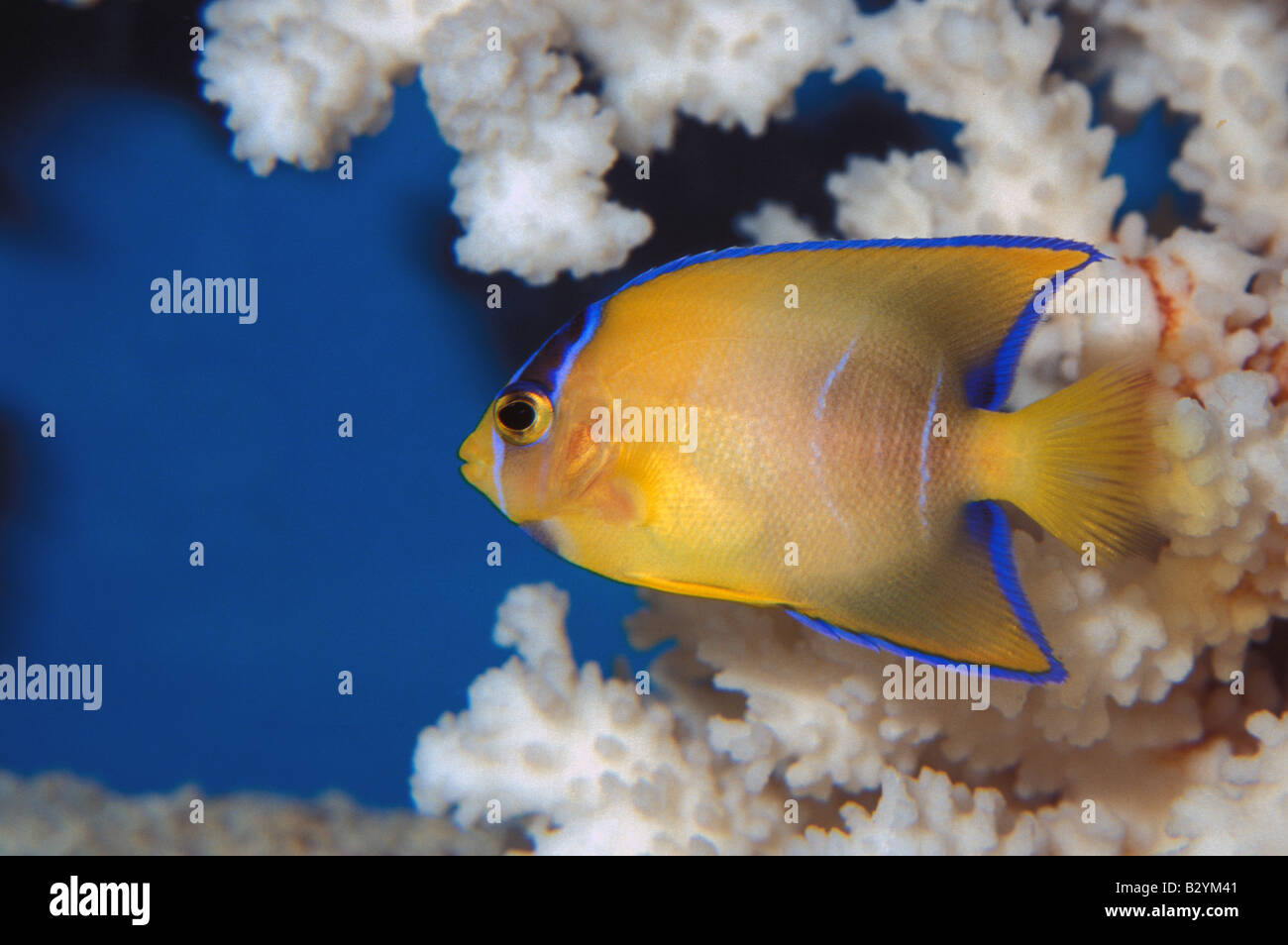 Juvenile Queen Angelfish, Holacanthus ciliaris, Tropical Atlantic Ocean ...