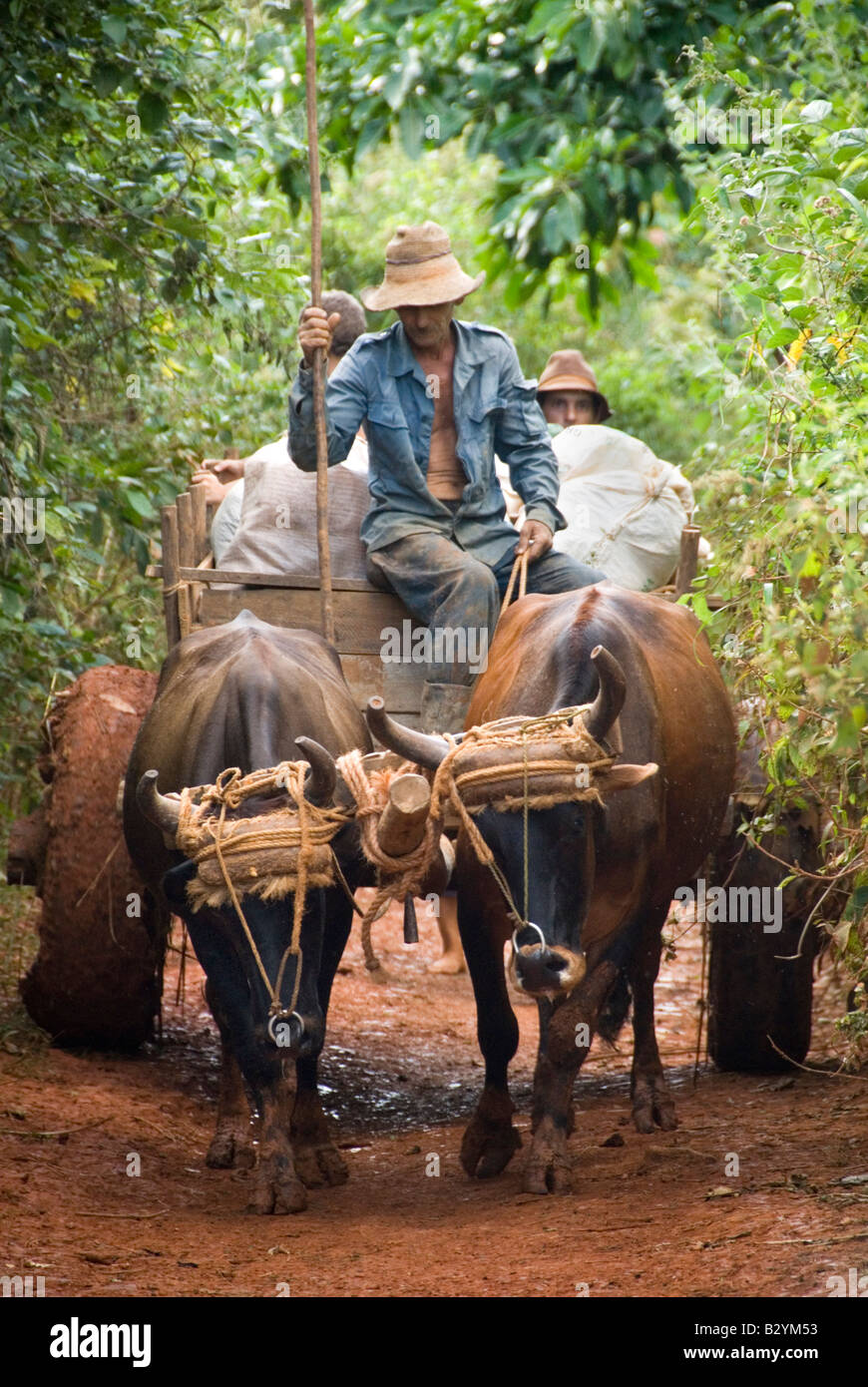 Ox oxen transportation High Resolution Stock Photography and Images - Alamy