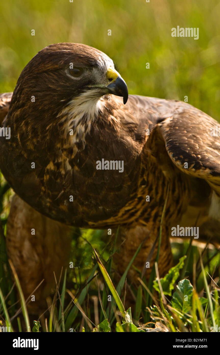 Swainson’s Hawk, Buteo swainsoni Stock Photo - Alamy