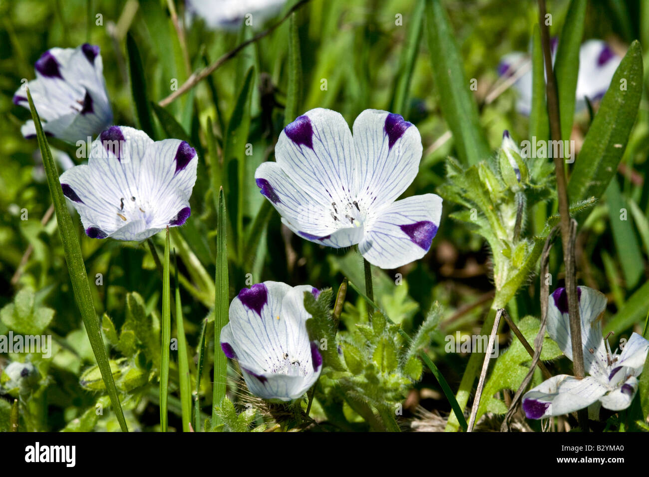 five spot flower Stock Photo - Alamy