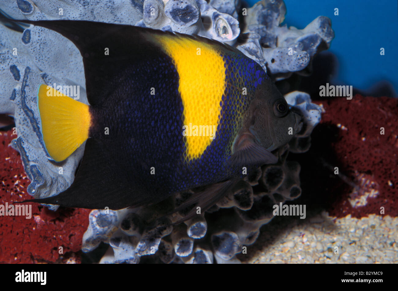 Asfur angelfish Pomacanthus asfur, Pomacanthidae Stock Photo - Alamy