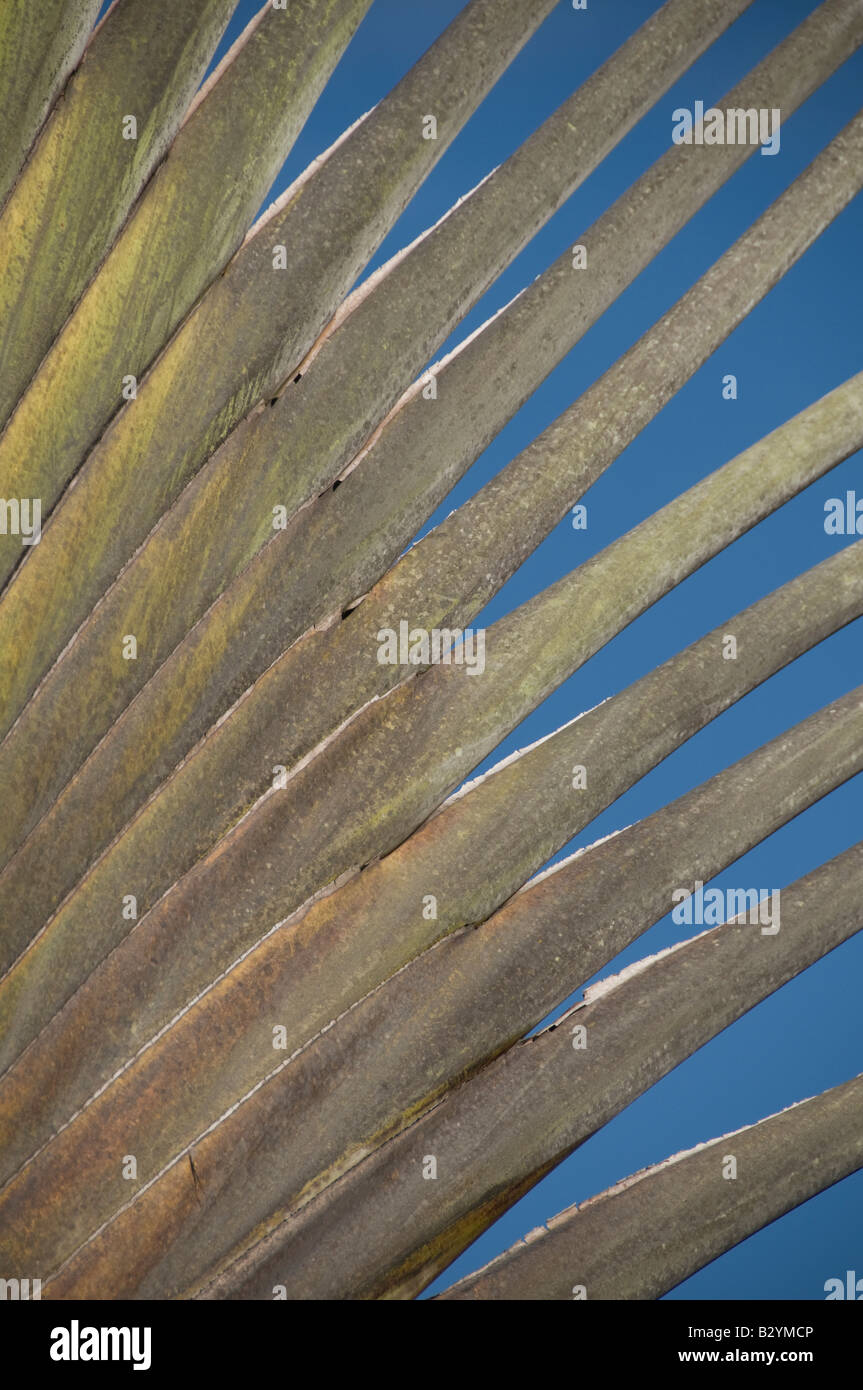 Close up of Fan Palm fronds Stock Photo - Alamy