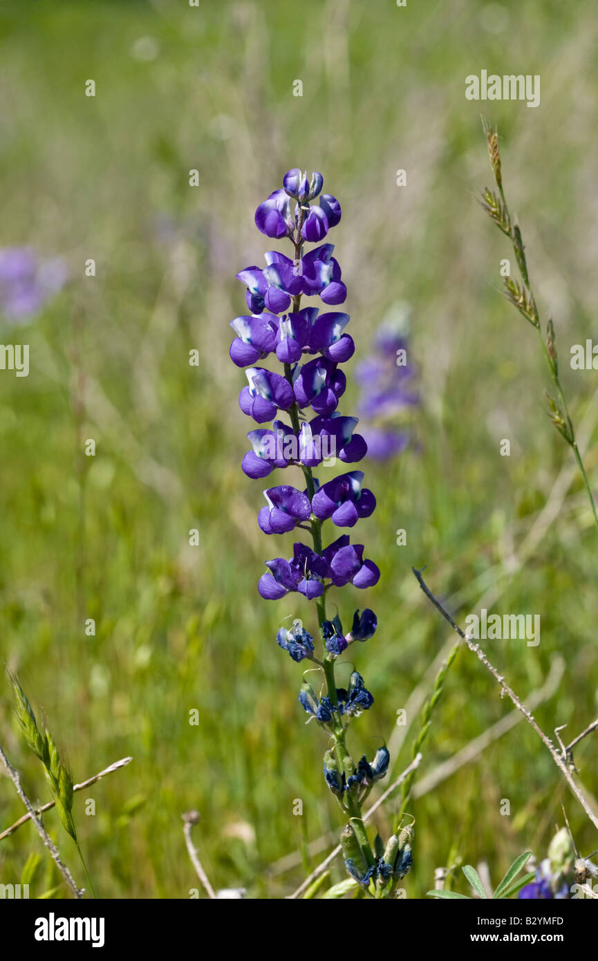 Lupinus bicolor hi-res stock photography and images - Alamy