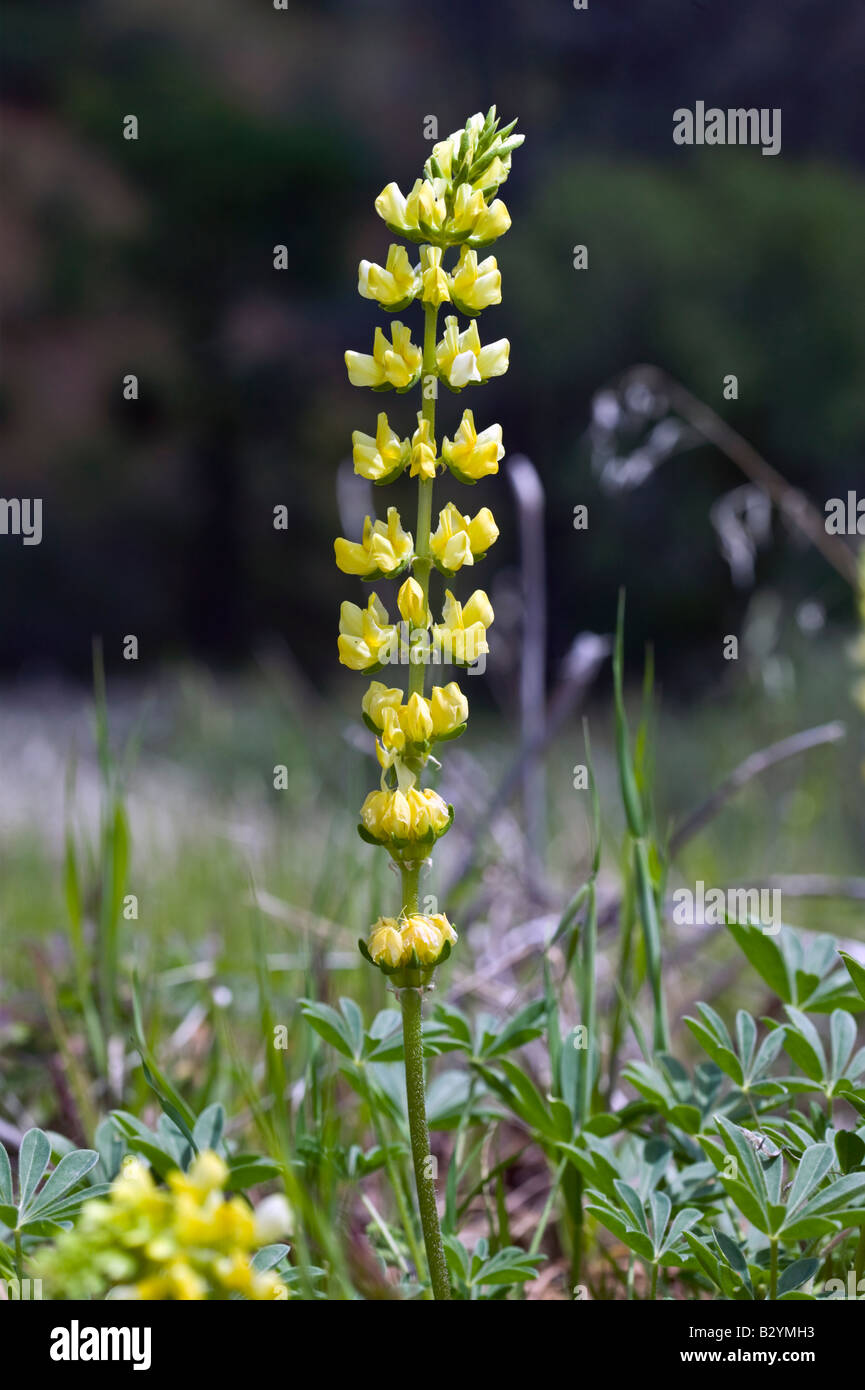 Luteolus hi-res stock photography and images - Alamy