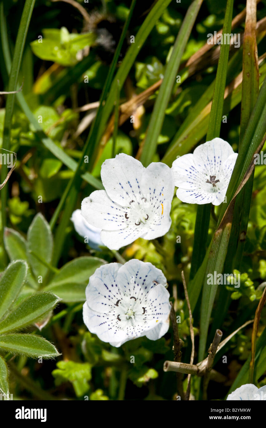 baby blue eyes flower Stock Photo - Alamy