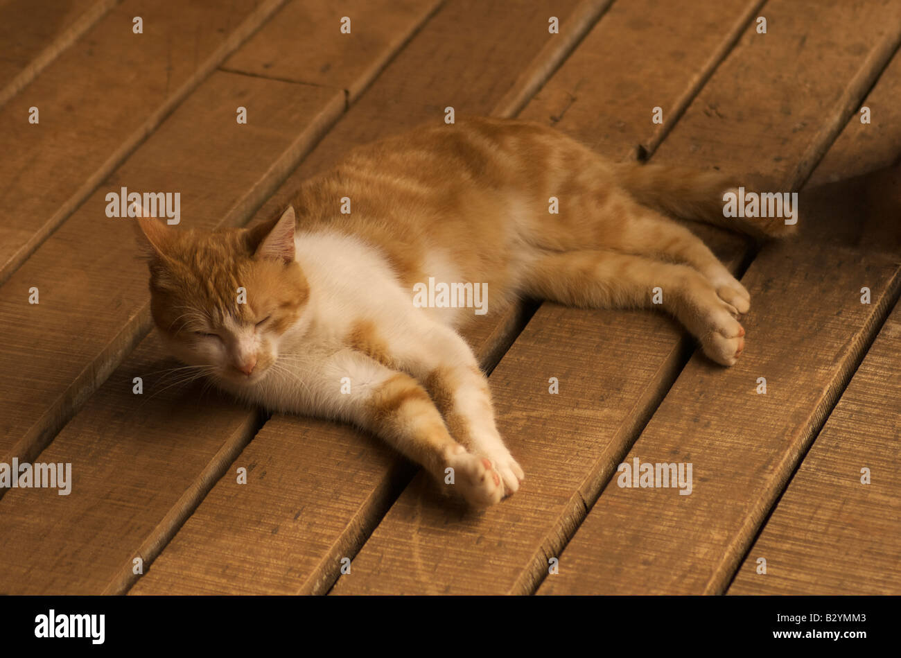 Male cat leaning on wooden deck Stock Photo - Alamy