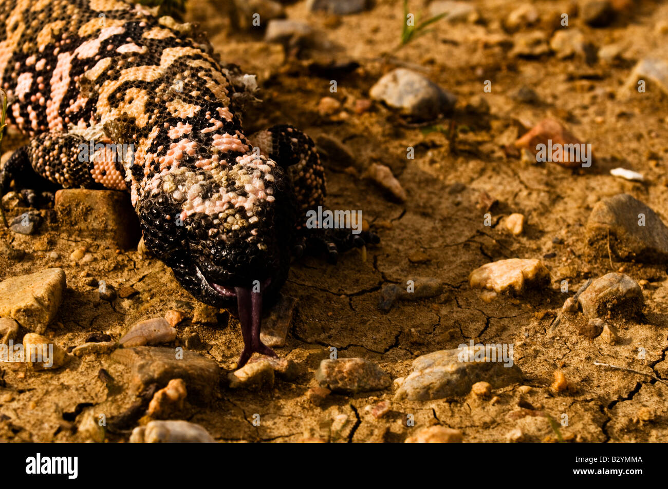 Gila Monster (Heloderma suspectum Stock Photo - Alamy
