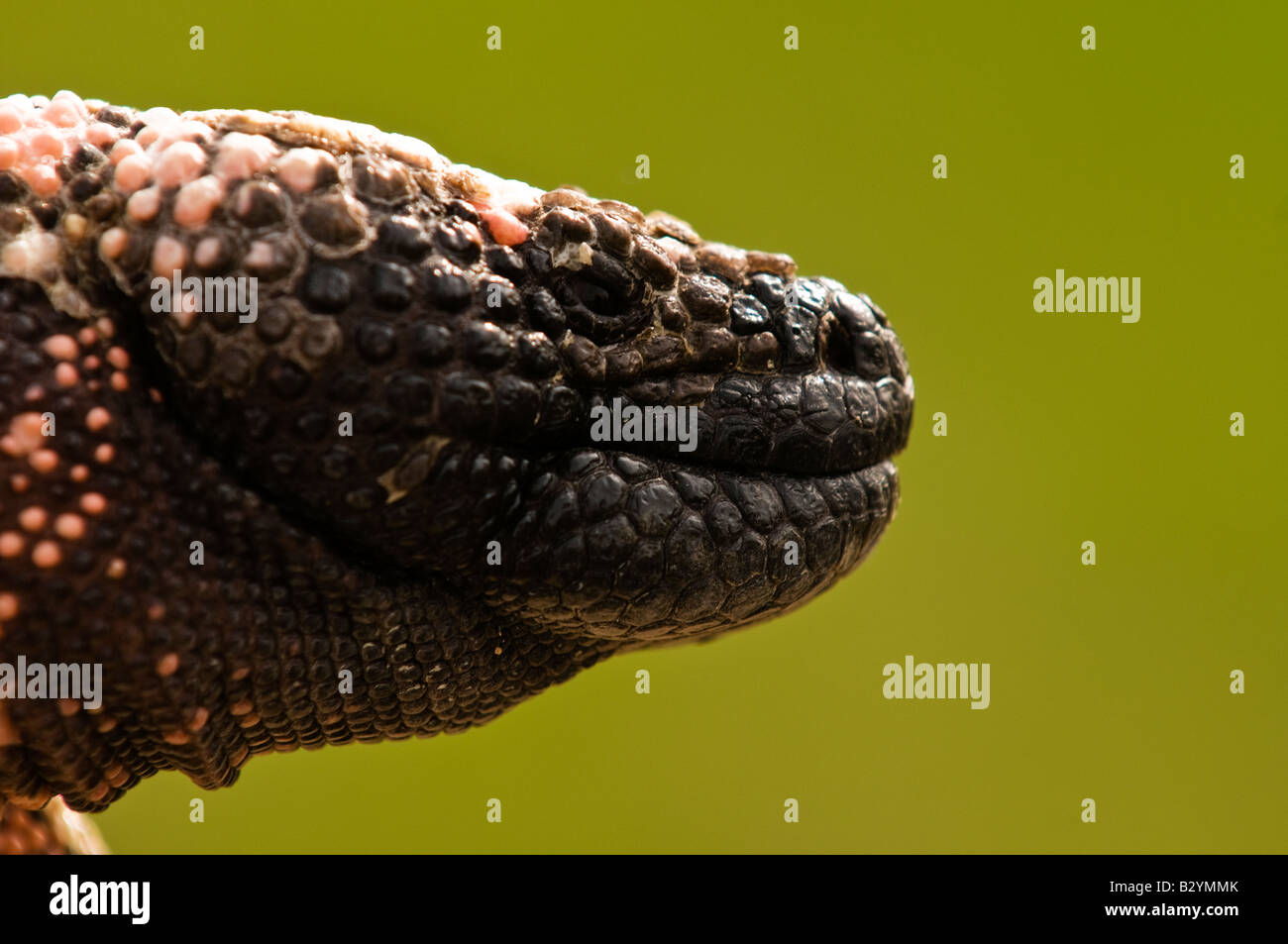 Suspectum hi-res stock photography and images - Alamy