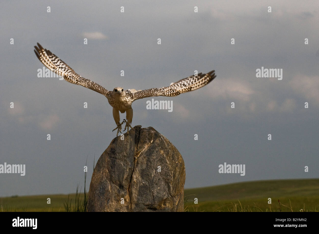 Gyrfalcon, Falco rusticolus Stock Photo - Alamy