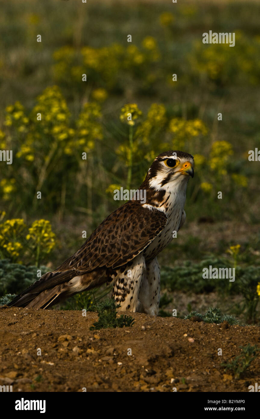 Prairie falcon hi-res stock photography and images - Alamy