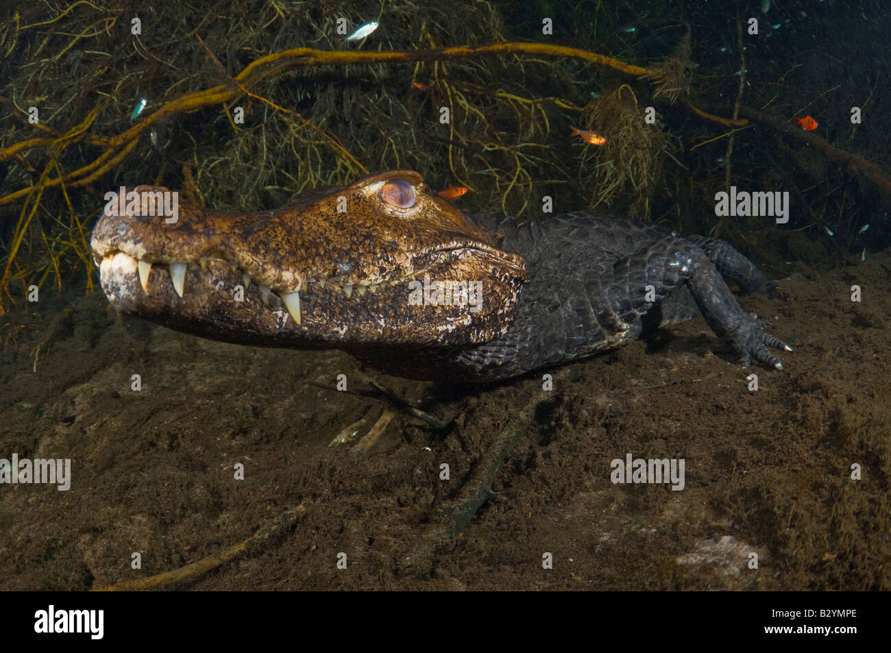 Cuvier s Dwarf Caiman Paleosuchus palpebrosus lies motionless on the ...