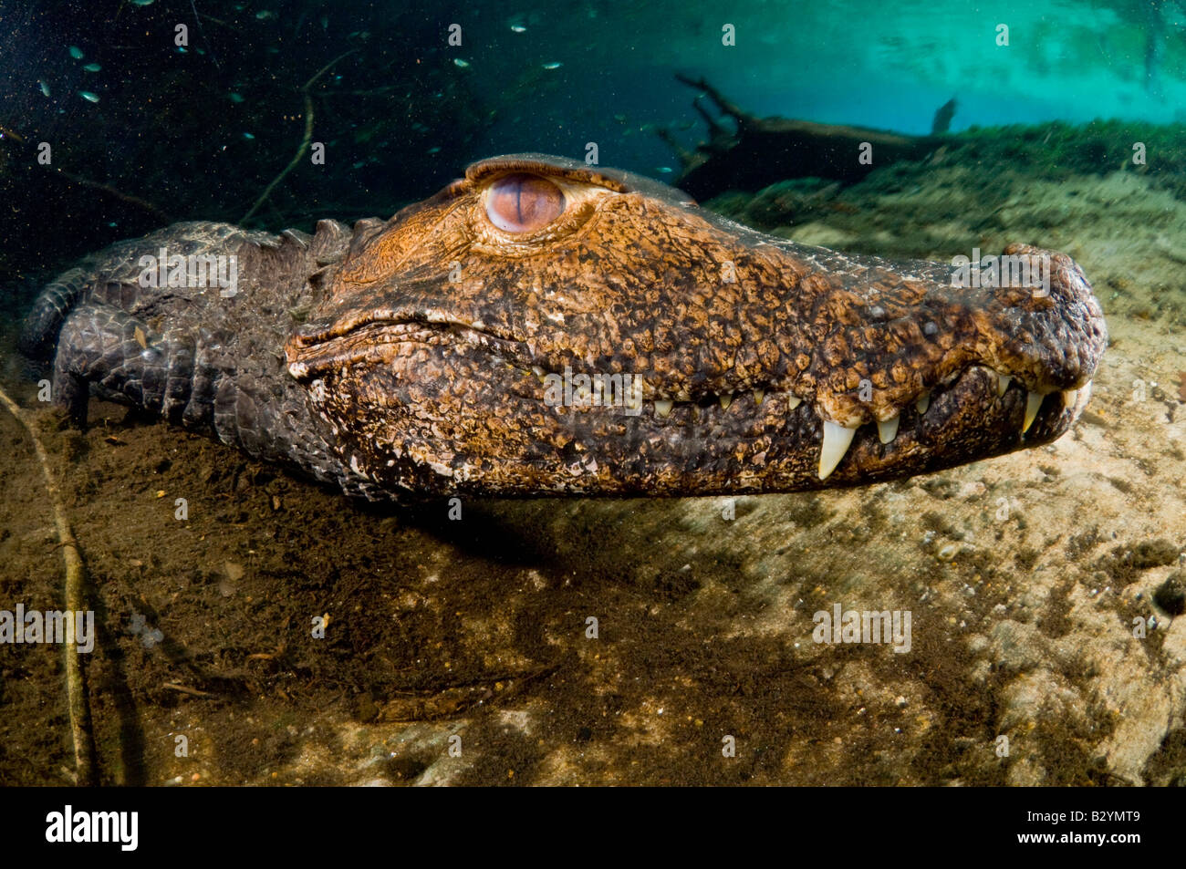 Caiman hi-res stock photography and images - Alamy