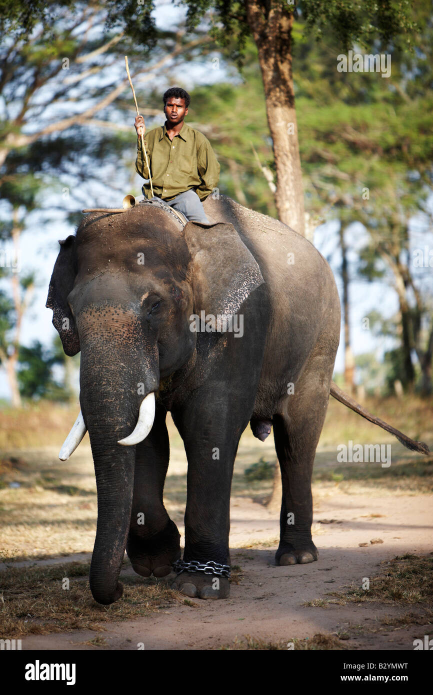 An Indian mahout man on his elephant in the jungle Stock Photo - Alamy